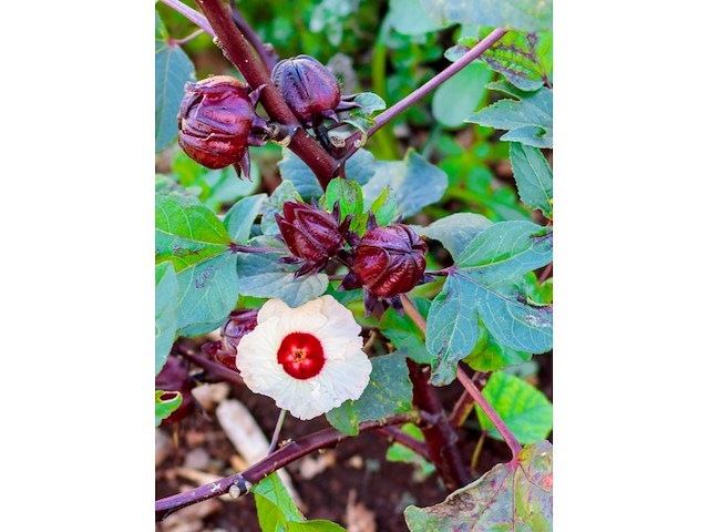 Hibiskus roselle (seme) Hibiscus sabdariffa