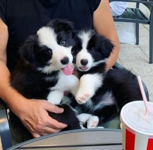 Prekrasni psići Border Collie