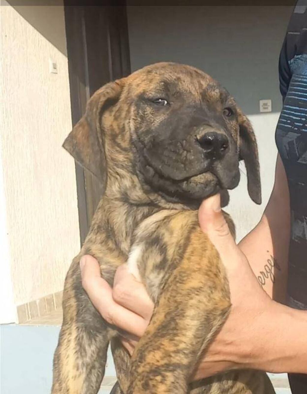 Presa Canario-štenad starosti 2 meseca. Izuzetno jakog kostura