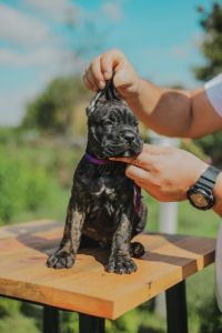 Cane Corso štenci