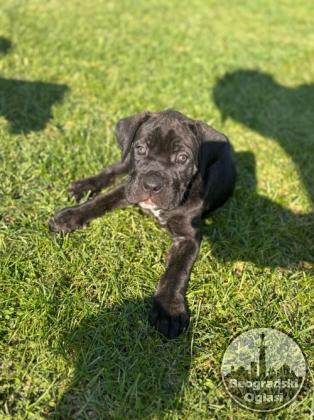 Cane Corso štenci