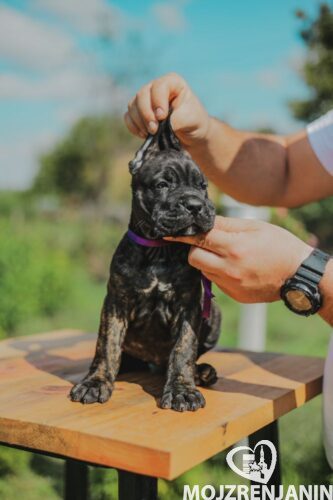 Cane Corso štenci