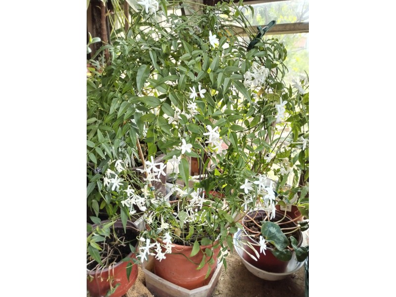 JASMIN--JASMINUM AZORCIUM