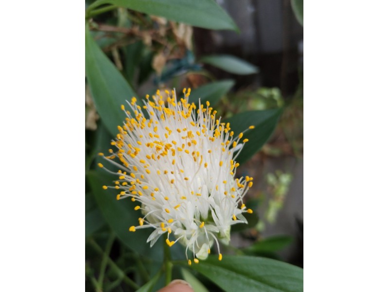 SLONOV JEZIK( Haemanthus albiflos) sa cvetom RETKO