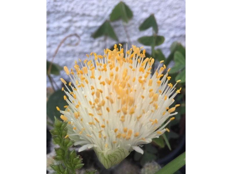 SLONOV JEZIK( Haemanthus albiflos) RETKO