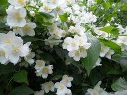 Pajasmin - Philadelphus coronarius (seme)