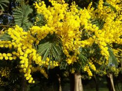 Mimoza - Acacia dealbata (seme)