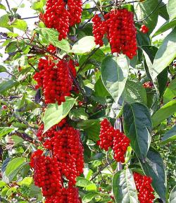 Schisandra chinensis - Kineska magnolija (seme)