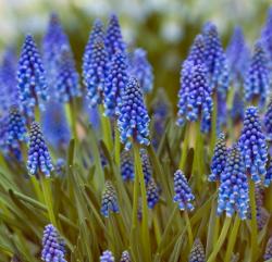 Muscari Jermenski zumbul (3 lukovice)