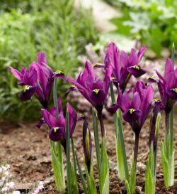 Mini Iris reticulata (rizom) ljubicast