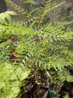 Caesalpinia gillesi, poincijana