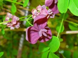 Akebia quinata, eng. Chocolate vine