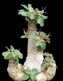 Dorstenia foetida (bonsai sukulent seme)