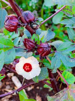 Hibiskus roselle (seme) Hibiscus sabdariffa