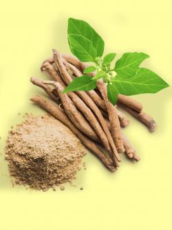 Withania somnifera - Ashwagandha ( Indijski ginseng ) seme