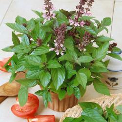 Bosiljak sa mirisom cimeta (seme) Cinnamon basil