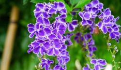 Duranta (seme) Nebeski cvet