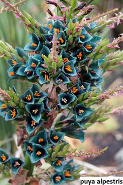 Puya alpestris - 10 semenki