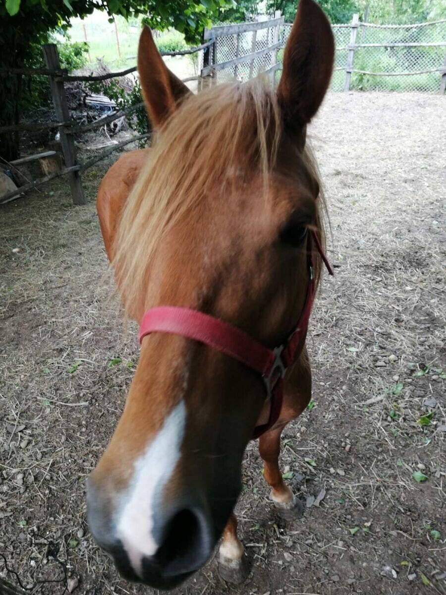 Poluhaflinger ždrebica prodaja