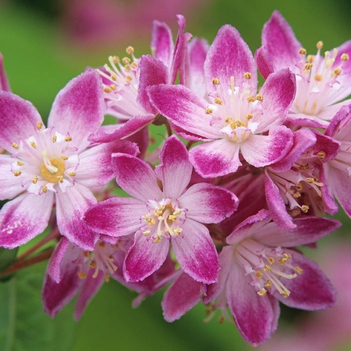 Deutzia Hybrida Strawberry Fields - Deucija