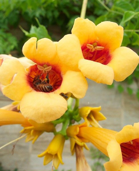 Campsis Radicans Judy - Tekoma