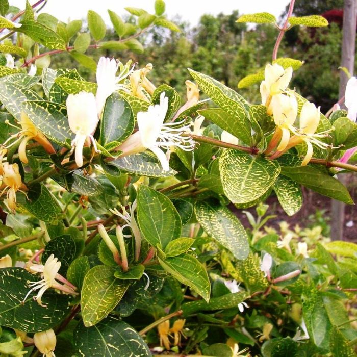 Lonicera Japonica Aureoreticulata - Orlovi nokti