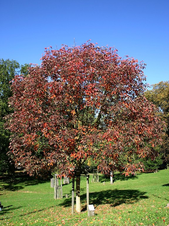 Divlji kesten ‘October red’