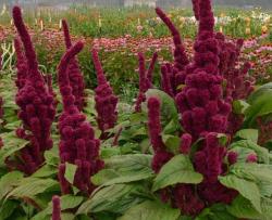 Amaranth (Elephant Head)