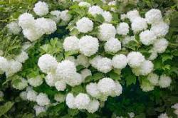 viburnum opulus rossea(snežna grudva)