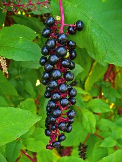 Phytolacca americana (seme)