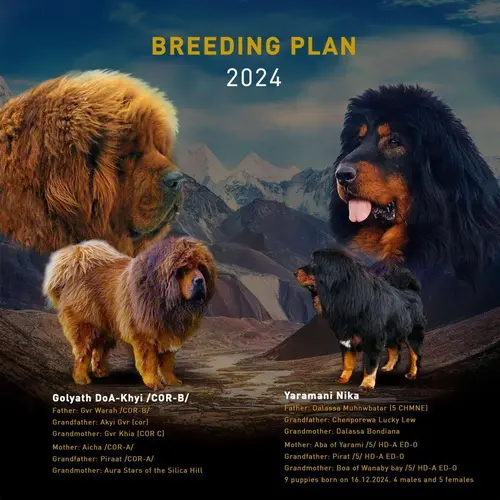 TIBETSKI MASTIFF, ŠTENCI NA PRODAJU!