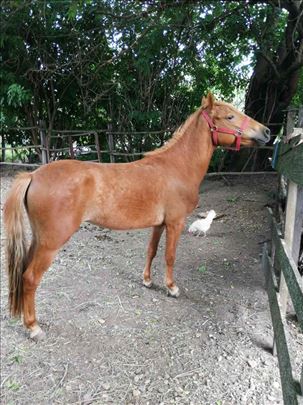 Poluhaflinger ždrebica prodaja