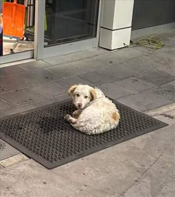 Kovrdžavi anđeo traži dom! Goldendoodle mix