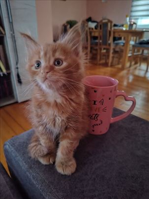 Maine Coon, mačići