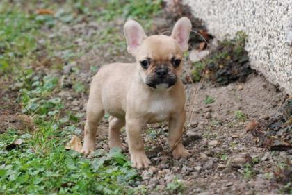 FRANCUSKI BULDOZI,PRODAJA I POKLON