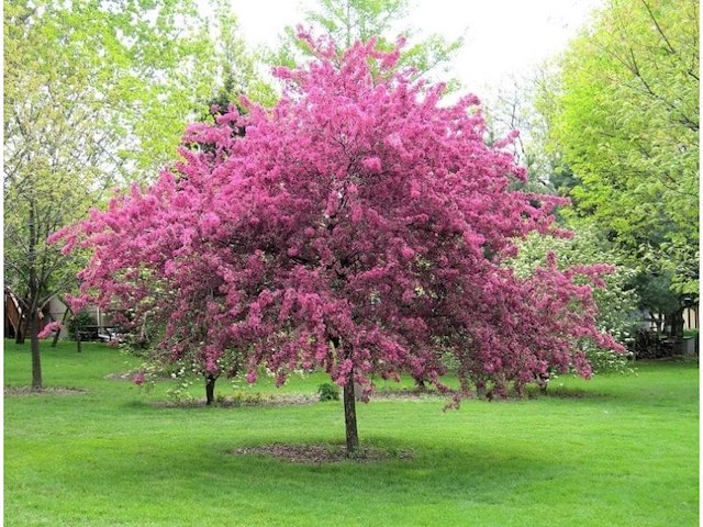 Ukrasna jabuka – malus floribunda  20 semena