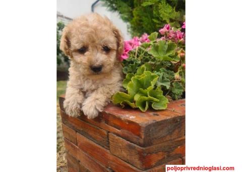 Labradoodle prelepi štenci