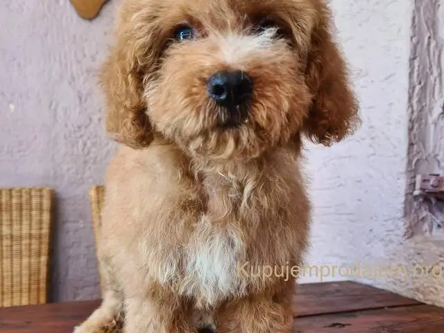 Labradoodle prelepi štenci