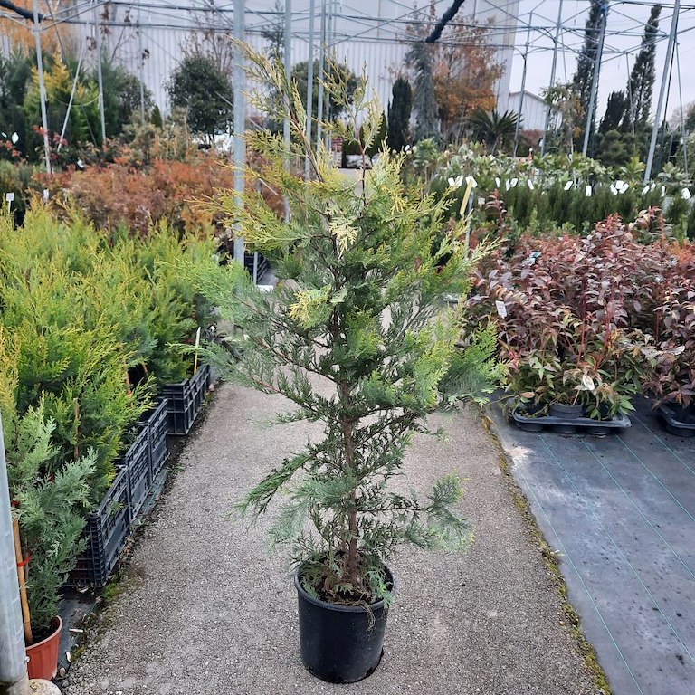 Cupressocyparis leylandii ‘Castlewellan Gold’ 125 – 135 cm