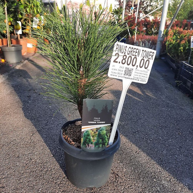 Pinus nigra ‘Green Tower’ 30 cm