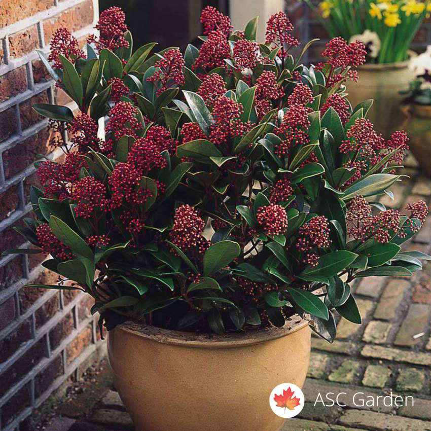 Skimmia japonica Rubella 45 cm (Žao nam je, proizvod nije na stanju. Očekujemo ga uskoro u ponudi)