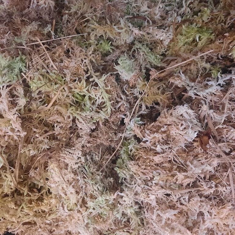 Sphagnum mahovina 1 kg