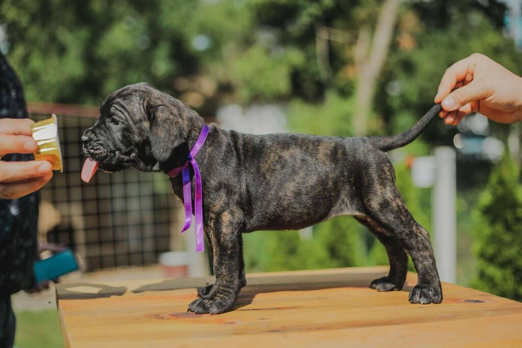 Postanite vlasnik jednog od naših vrhunskih Cane Corso štenaca