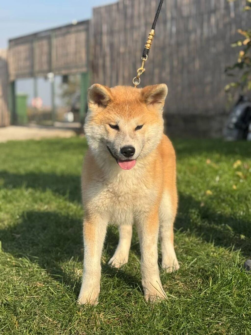 Japanska akita štenad na prodaju Japanska akita štenad na prodaju