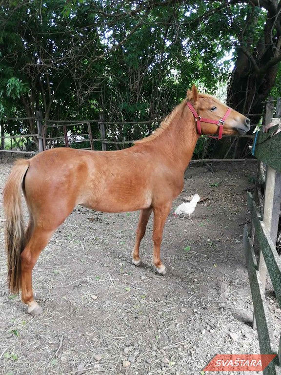 Poluhaflinger ždrebica prodaja