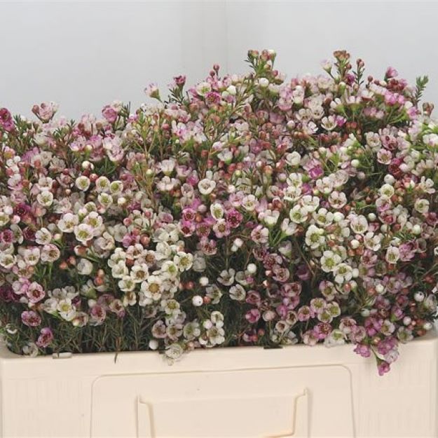 Waxflower Ella