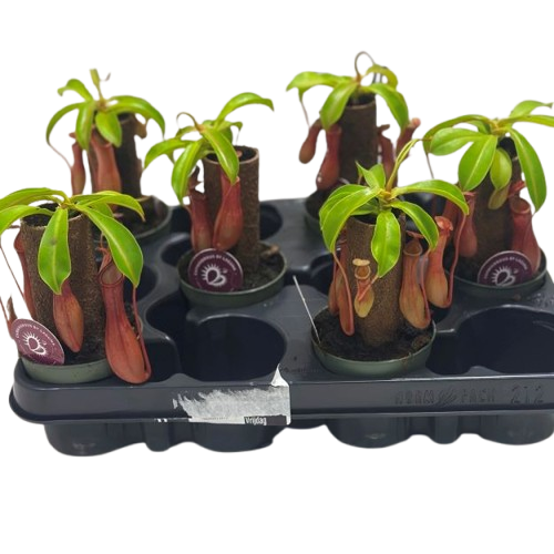 NEPENTHES