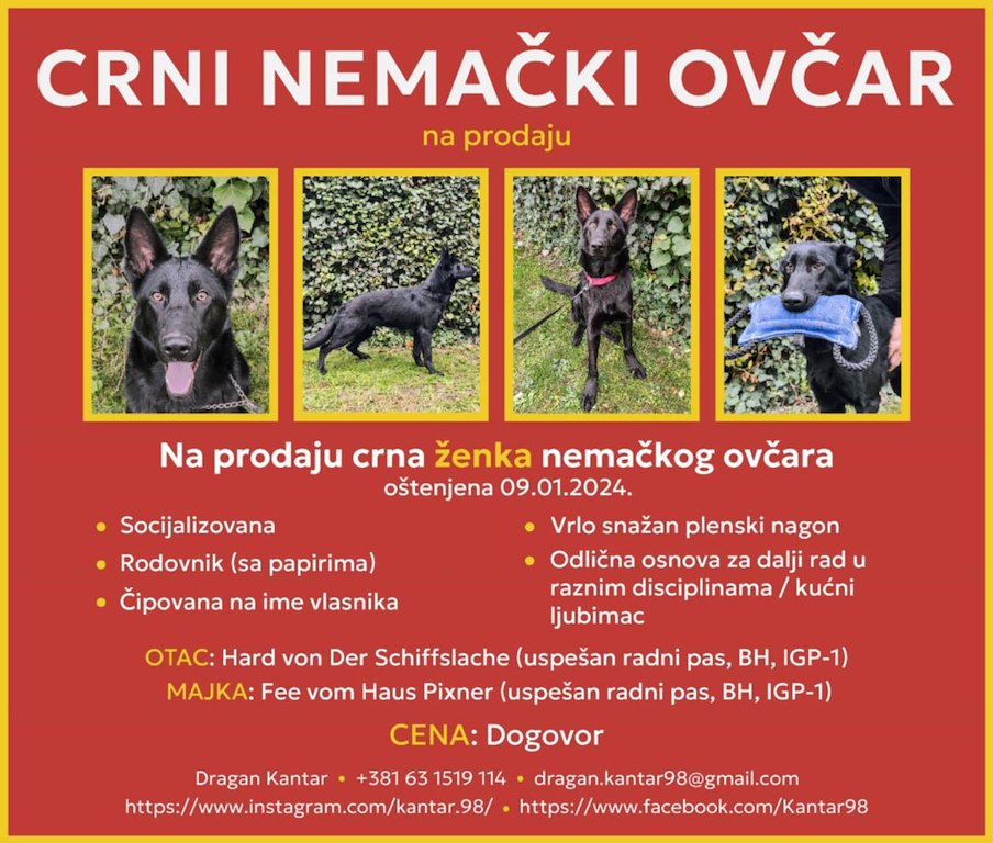 Crni Nemački Ovčar