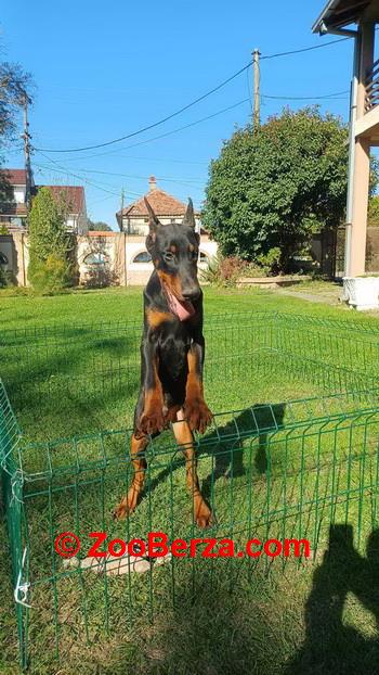 Na prodaju štenci Dobermana starosti 4 meseca