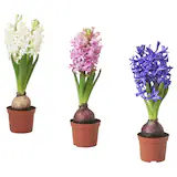 HYACINTHUS